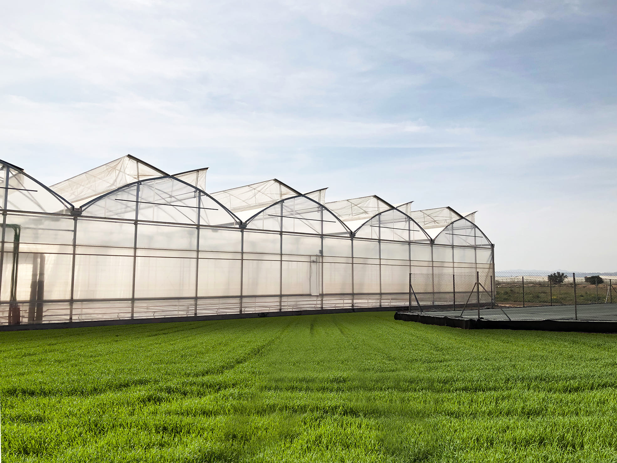 Types of plastic greenhouse cladding: which is the best
