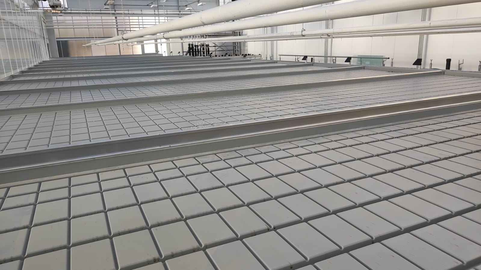 Greenhouse cultivation benches: space and benefits